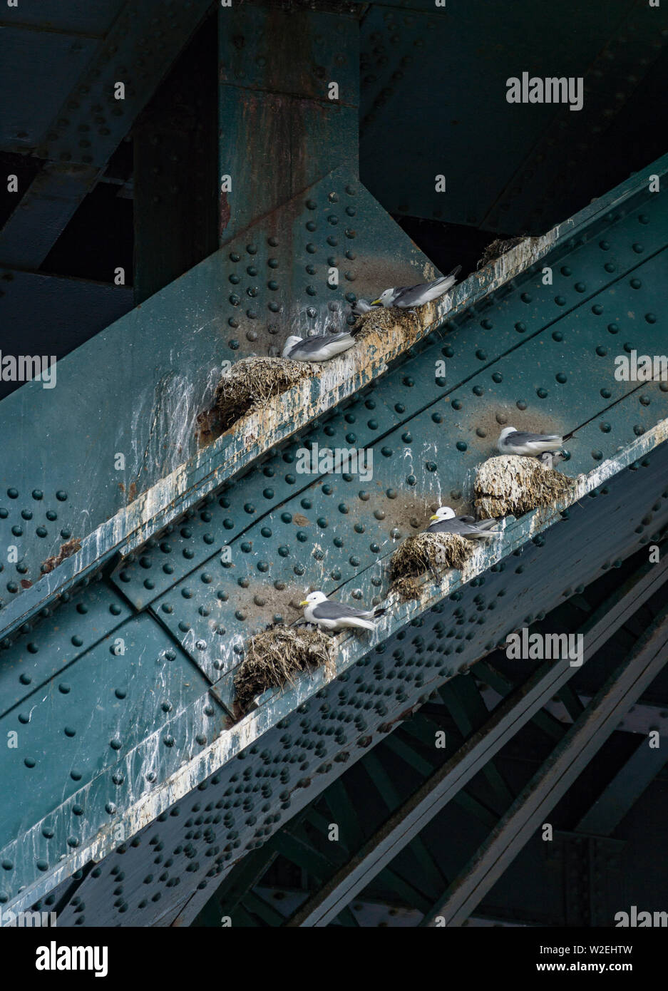 New tyne bridge hi-res stock photography and images - Alamy