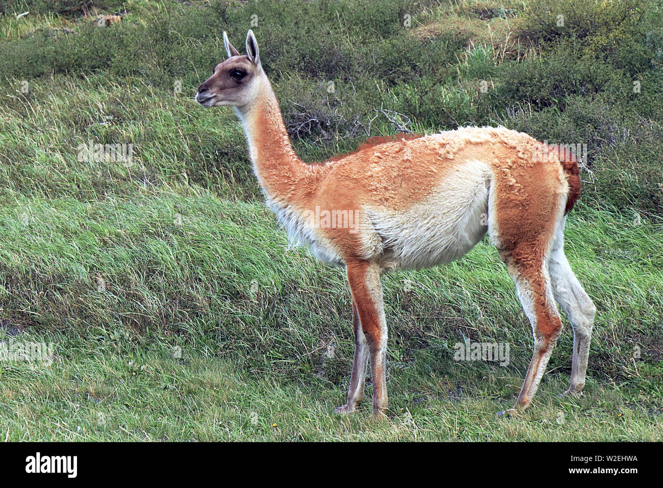 Wild Guanaco (Lama guanicoe) in the desolate grasslands of the Torres ...