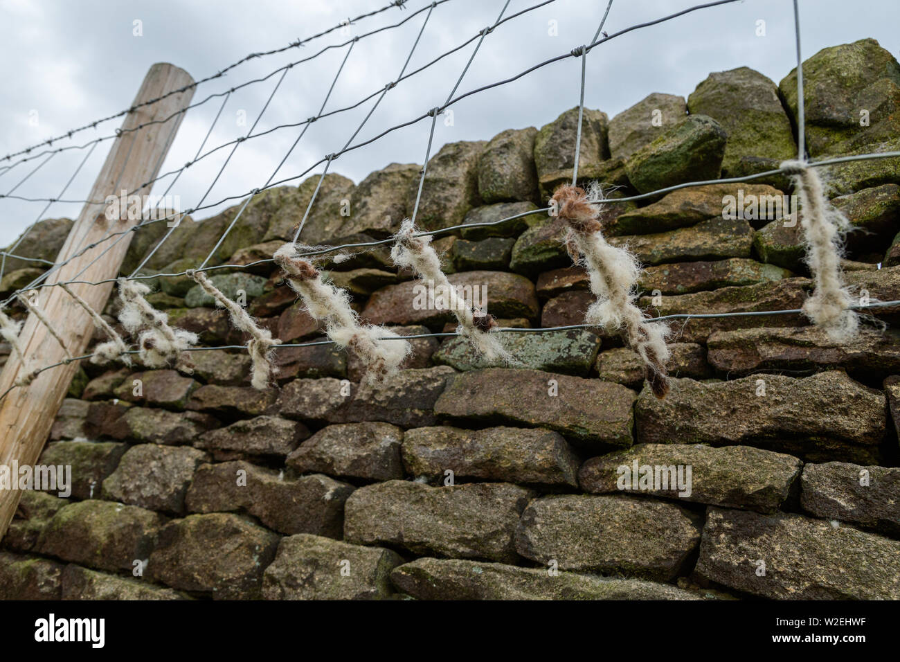 Tangled wool hi-res stock photography and images - Alamy