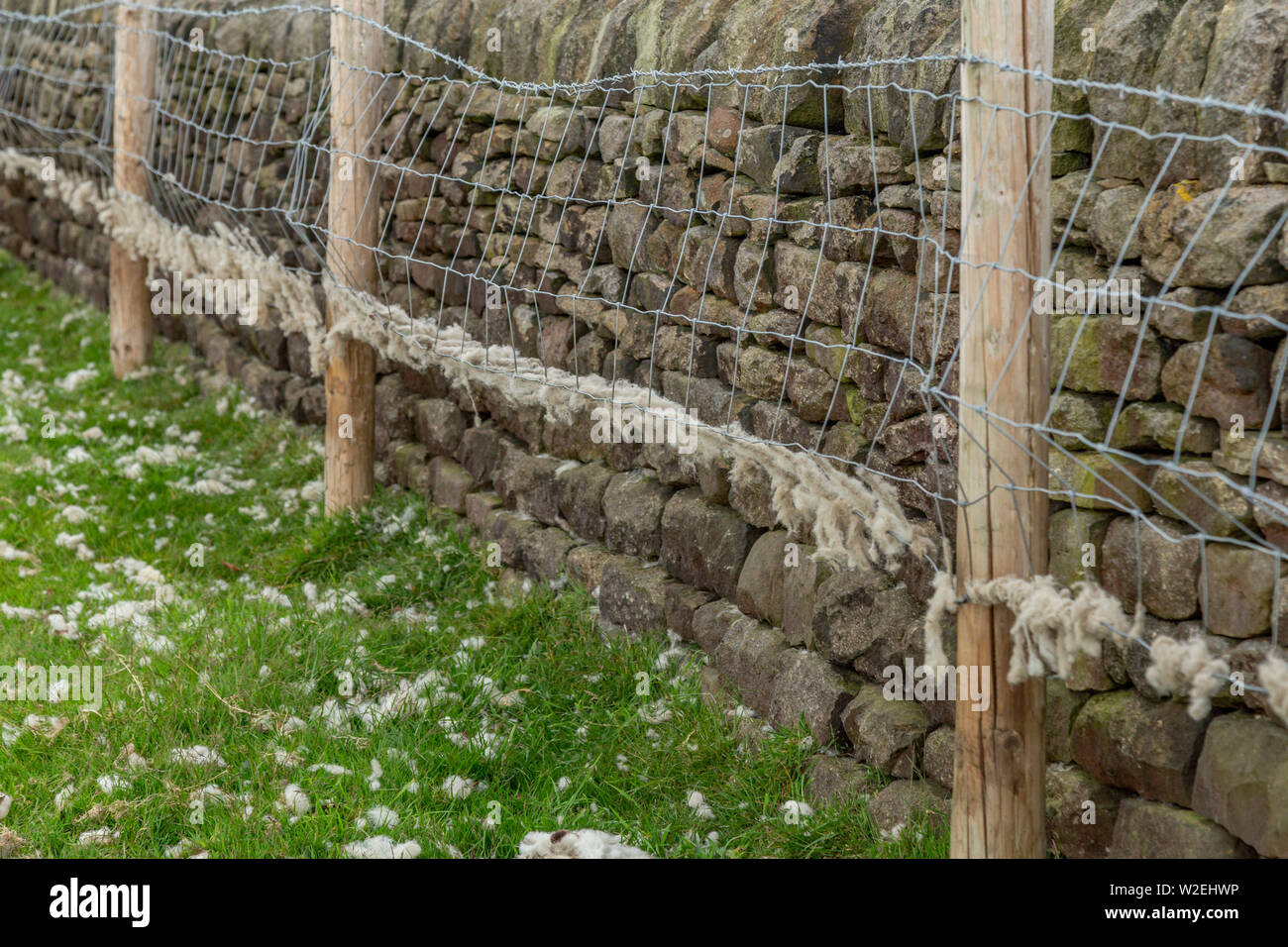 Sheep wool on a wire fence Stock Photo - Alamy