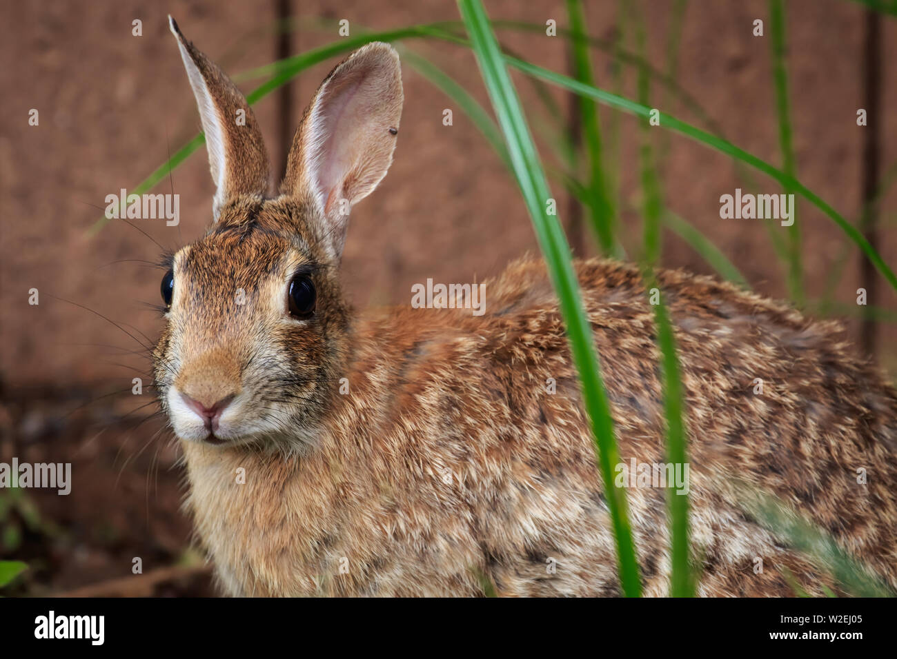 Cute ears alert nature garden hi-res stock photography and images - Alamy