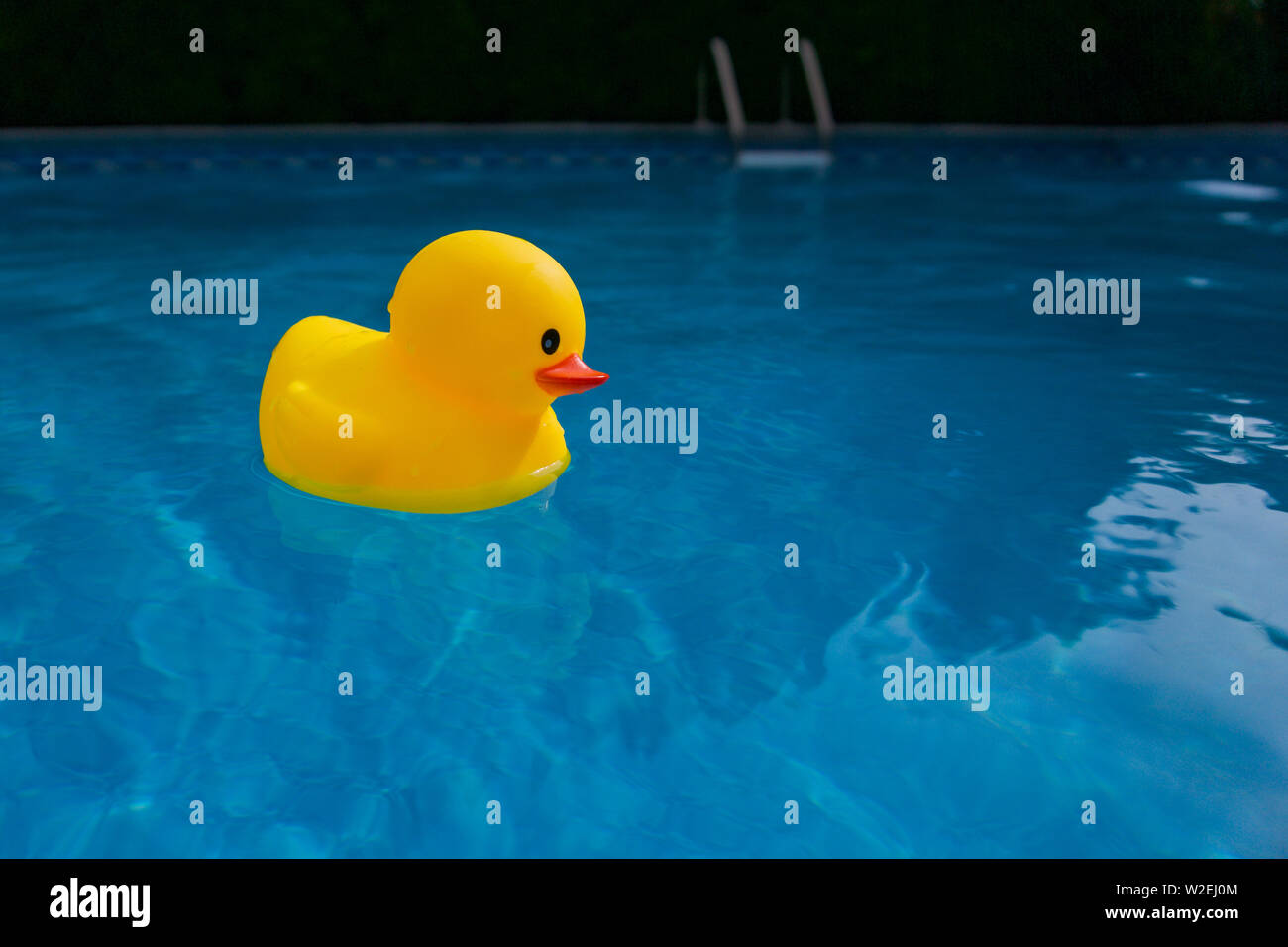 A yellow toy rubber ducky floating in outdoor swimming pool Stock Photo ...