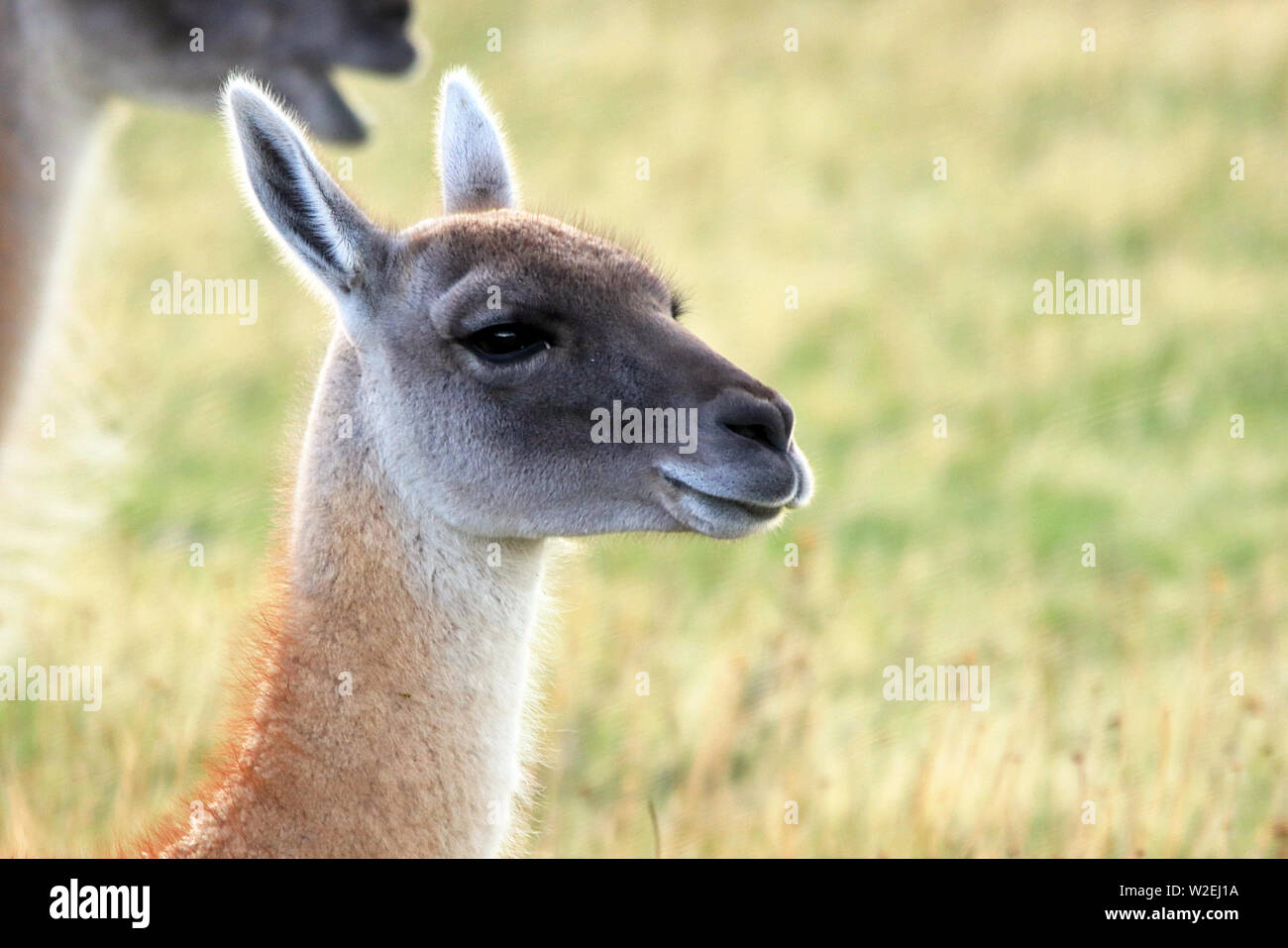 Wild Guanaco (Lama guanicoe) in the desolate grasslands of the Torres ...