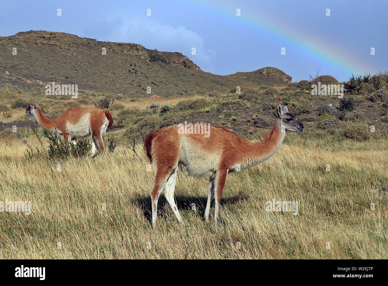 Wild Guanaco (Lama guanicoe) in the desolate grasslands of the Torres ...