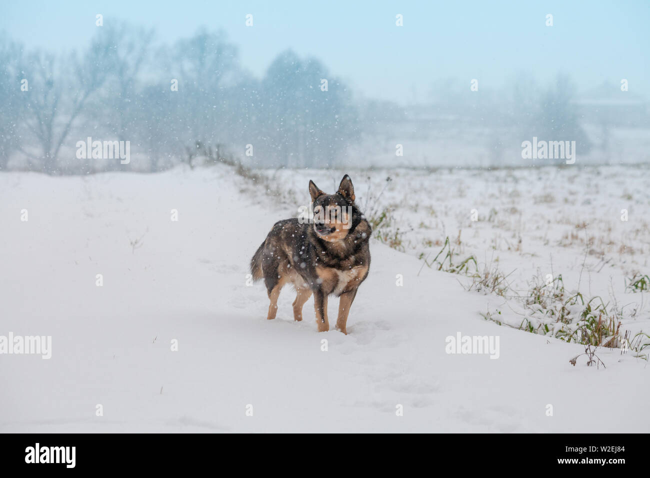 The dog walks in the winter in a snow-covered field in a blizzard Stock ...