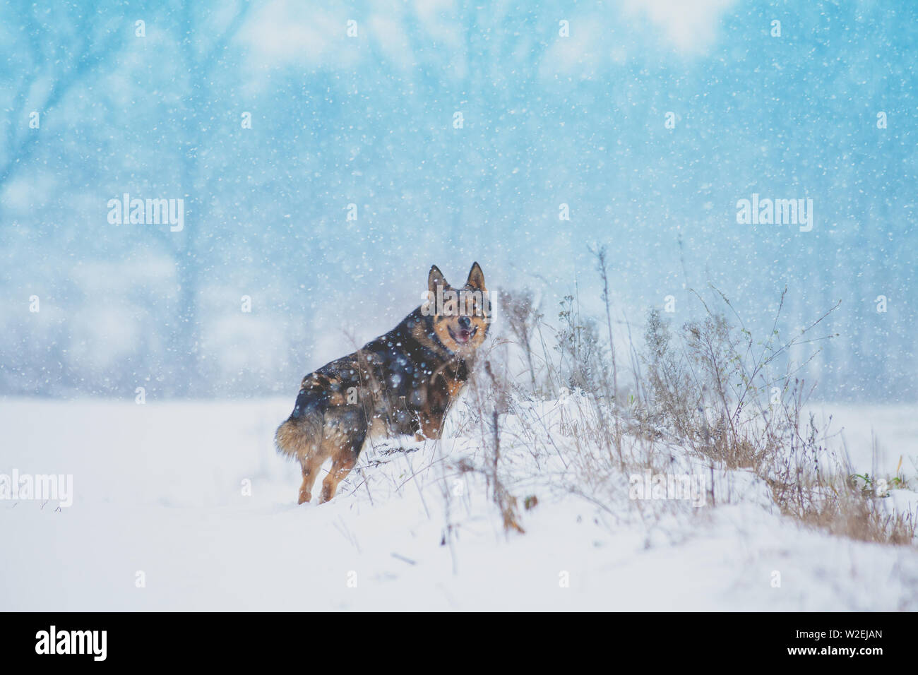 Dog walking blizzard hi-res stock photography and images - Alamy