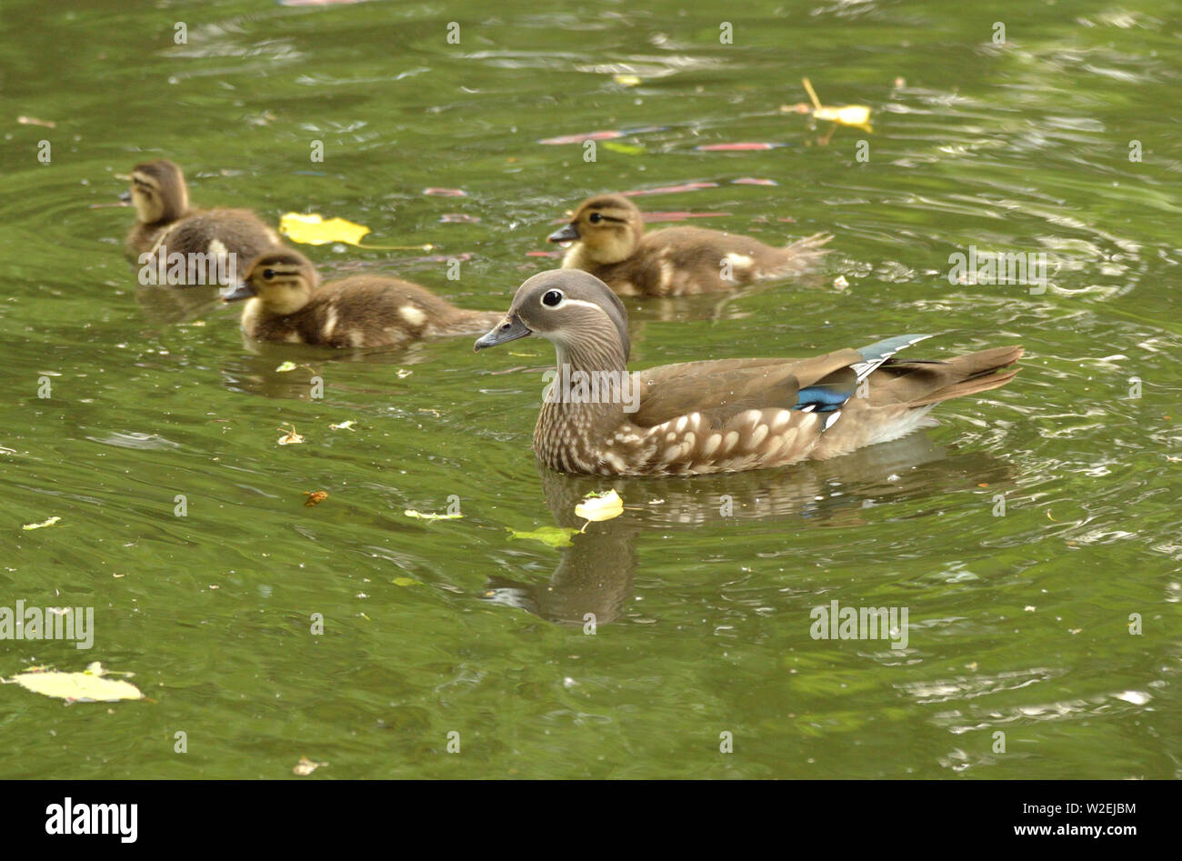 Mandarin Duck Hen High Resolution Stock Photography and Images - Alamy