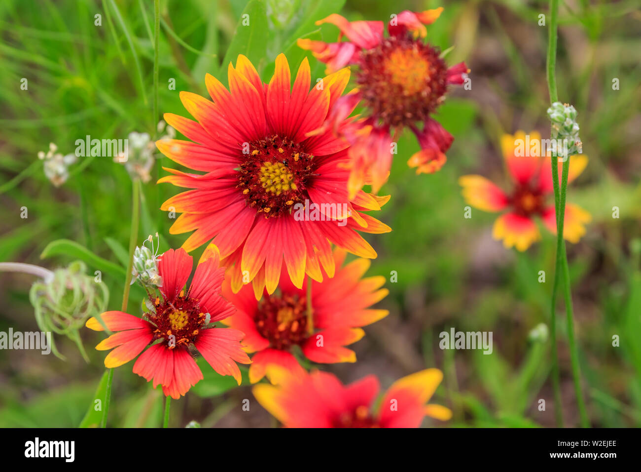 Indian Blanket (Gaillardia pulchella) in the Wichita Mountains Wildlife ...