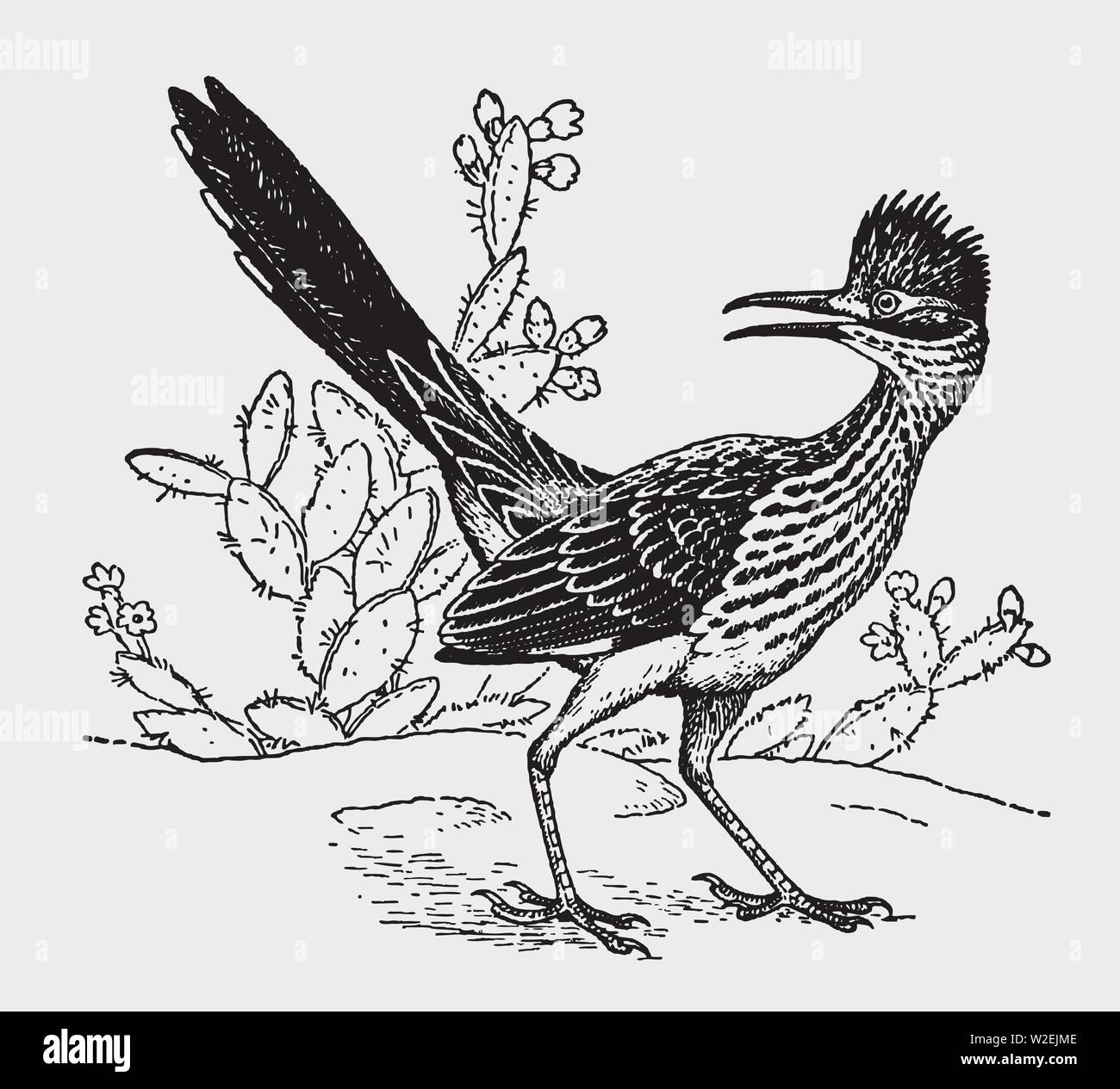 Road Runner Bird Drawing