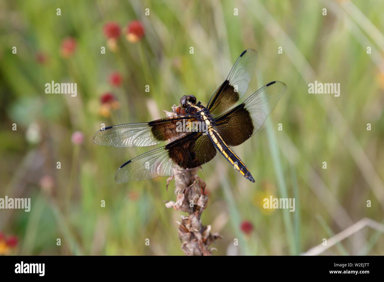 Female Widow Skimmer (Libellula luctuosa) in the Wichita Mountains ...