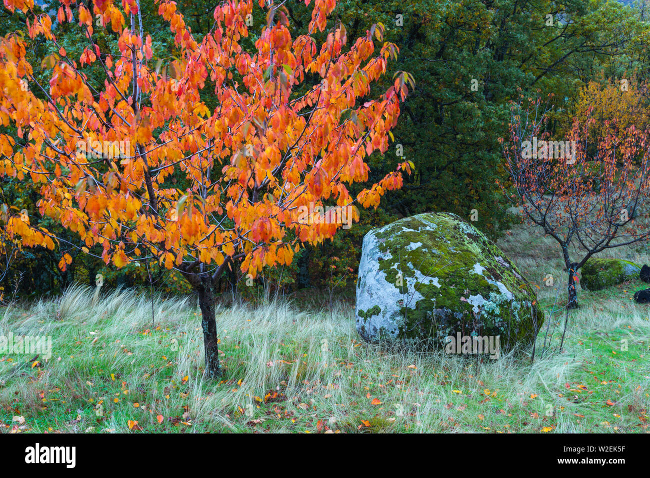 Cerezo cherry tree hi-res stock photography and images - Alamy