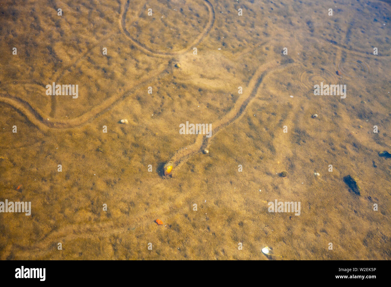 Beautiful landscape with a calm river. Sandy bottom of the river with ...