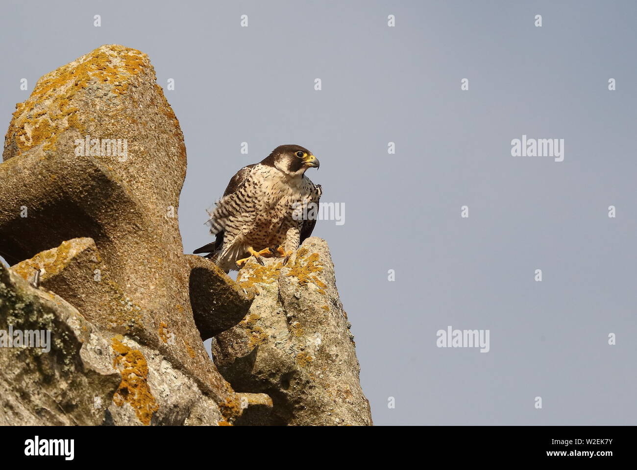 Peregrine falcon stoop hi-res stock photography and images - Alamy