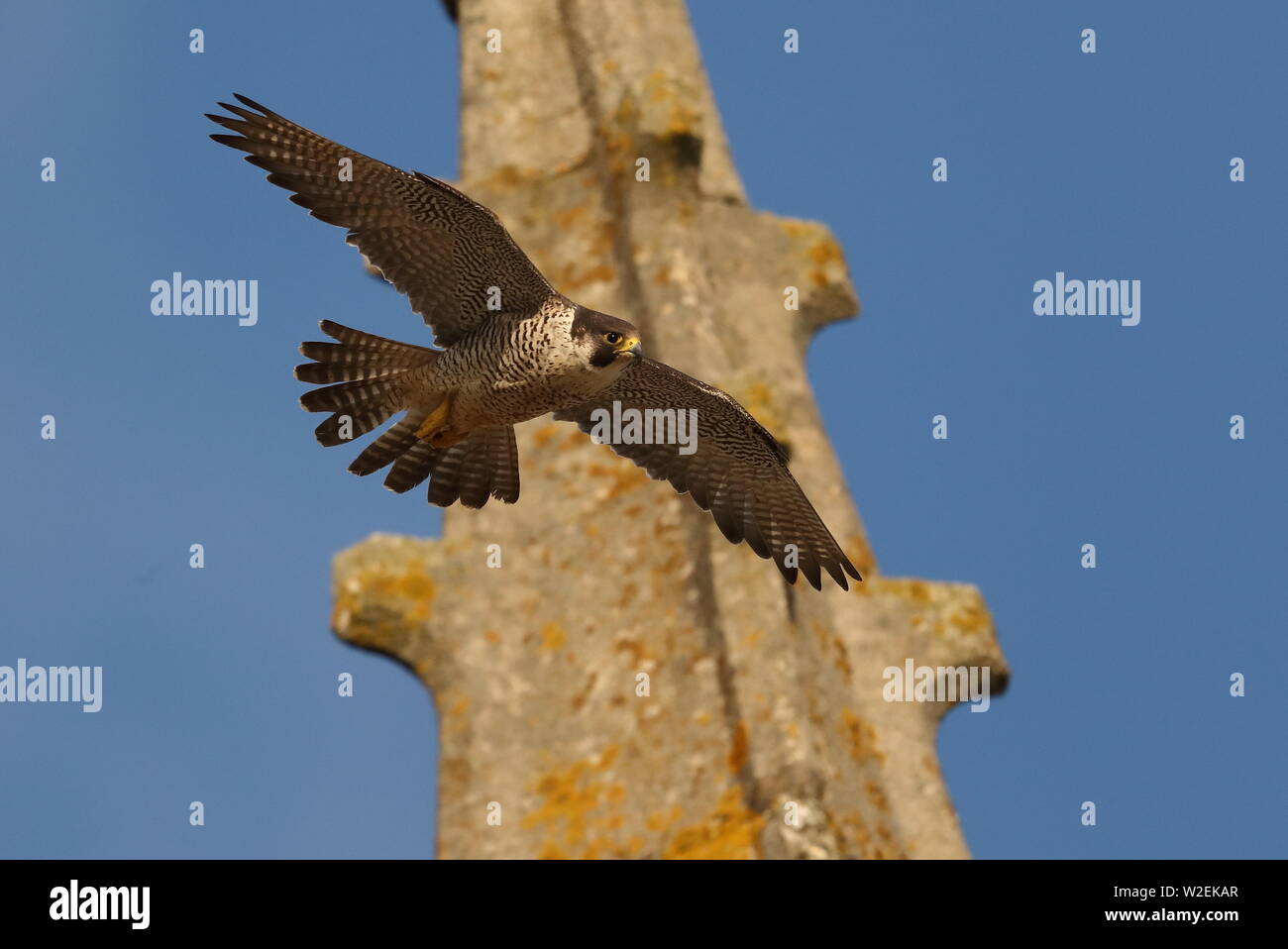 Peregrine falcon stoop hi-res stock photography and images - Alamy