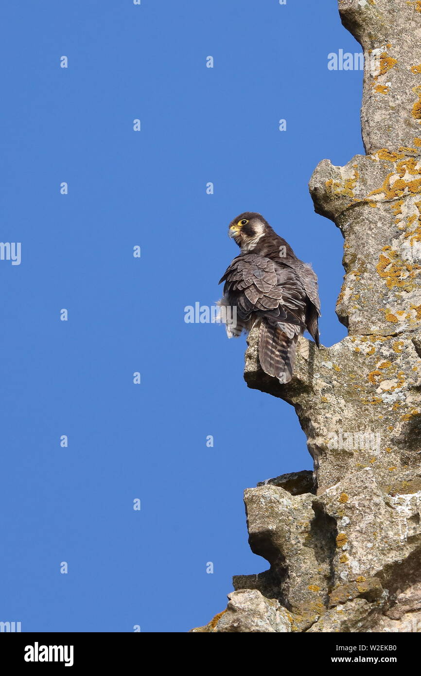 Peregrine falcon stoop hi-res stock photography and images - Alamy