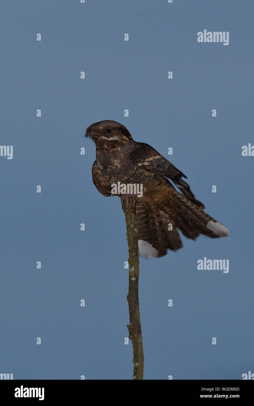 Nightjar caprimulgus europaeus male churring hi-res stock photography ...
