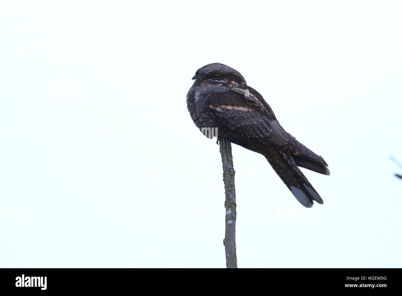 Adult male nightjar hi-res stock photography and images - Alamy