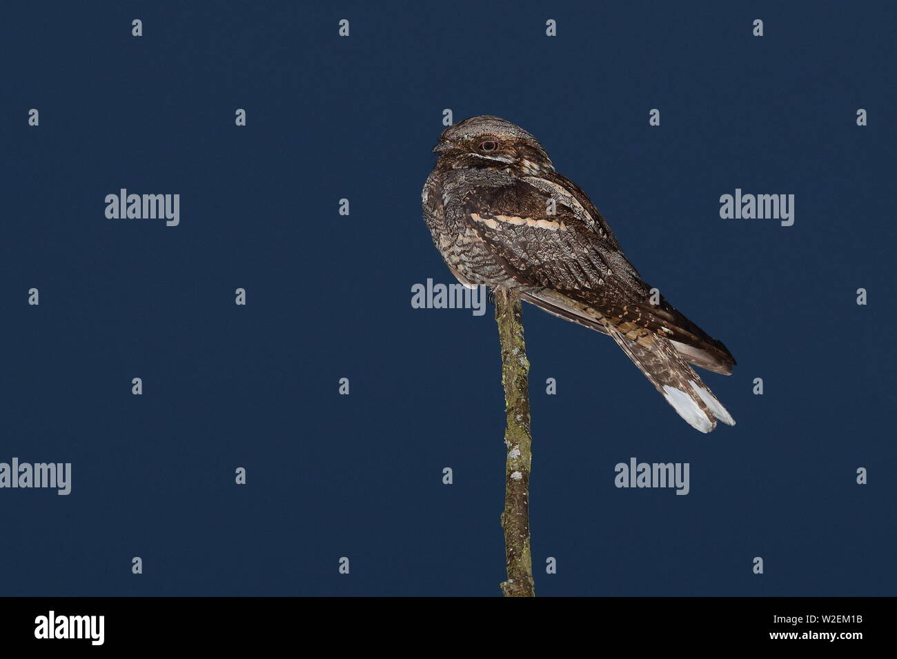 Nightjar caprimulgus europaeus male churring hi-res stock photography ...