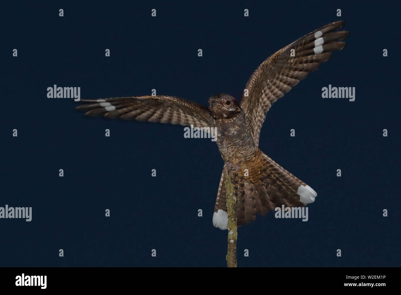 Adult male Eurasian Nightjar Stock Photo - Alamy