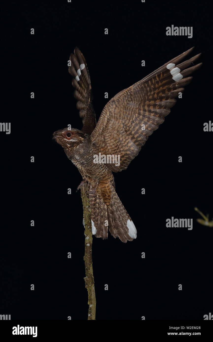 Adult male Eurasian Nightjar Stock Photo - Alamy
