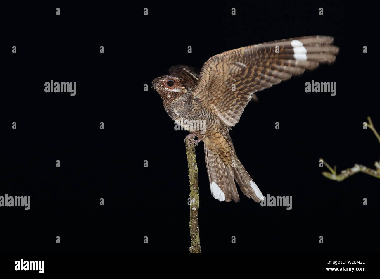 Adult male nightjar hi-res stock photography and images - Alamy