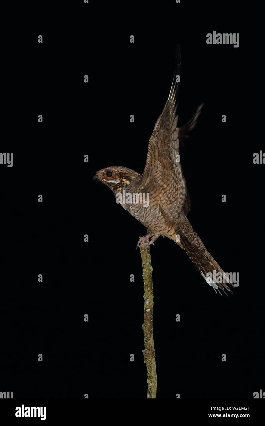 Nightjar caprimulgus europaeus male churring hi-res stock photography ...