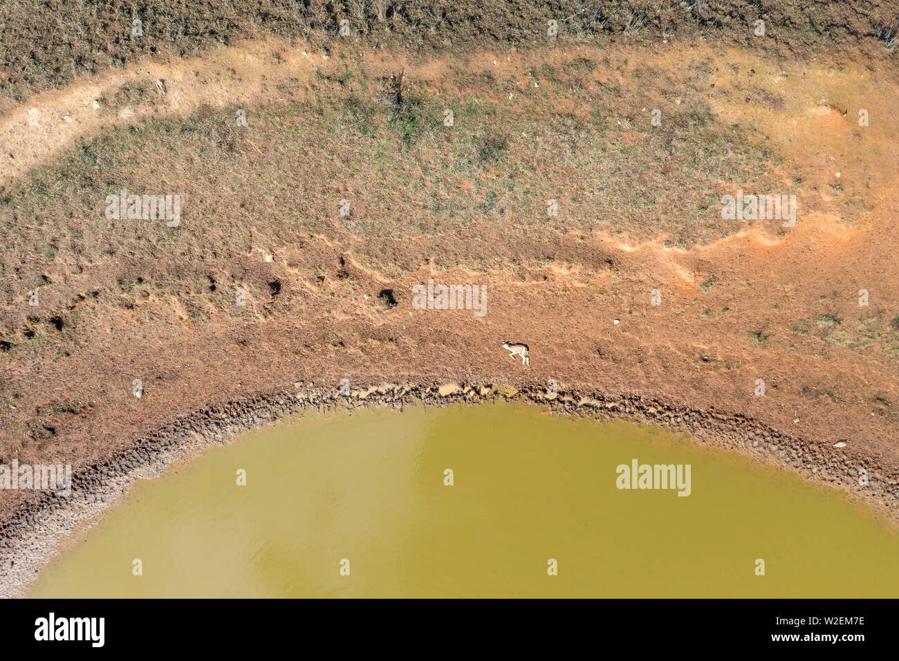 A dead lamb lying next to a water hole in the Australian outback Stock ...
