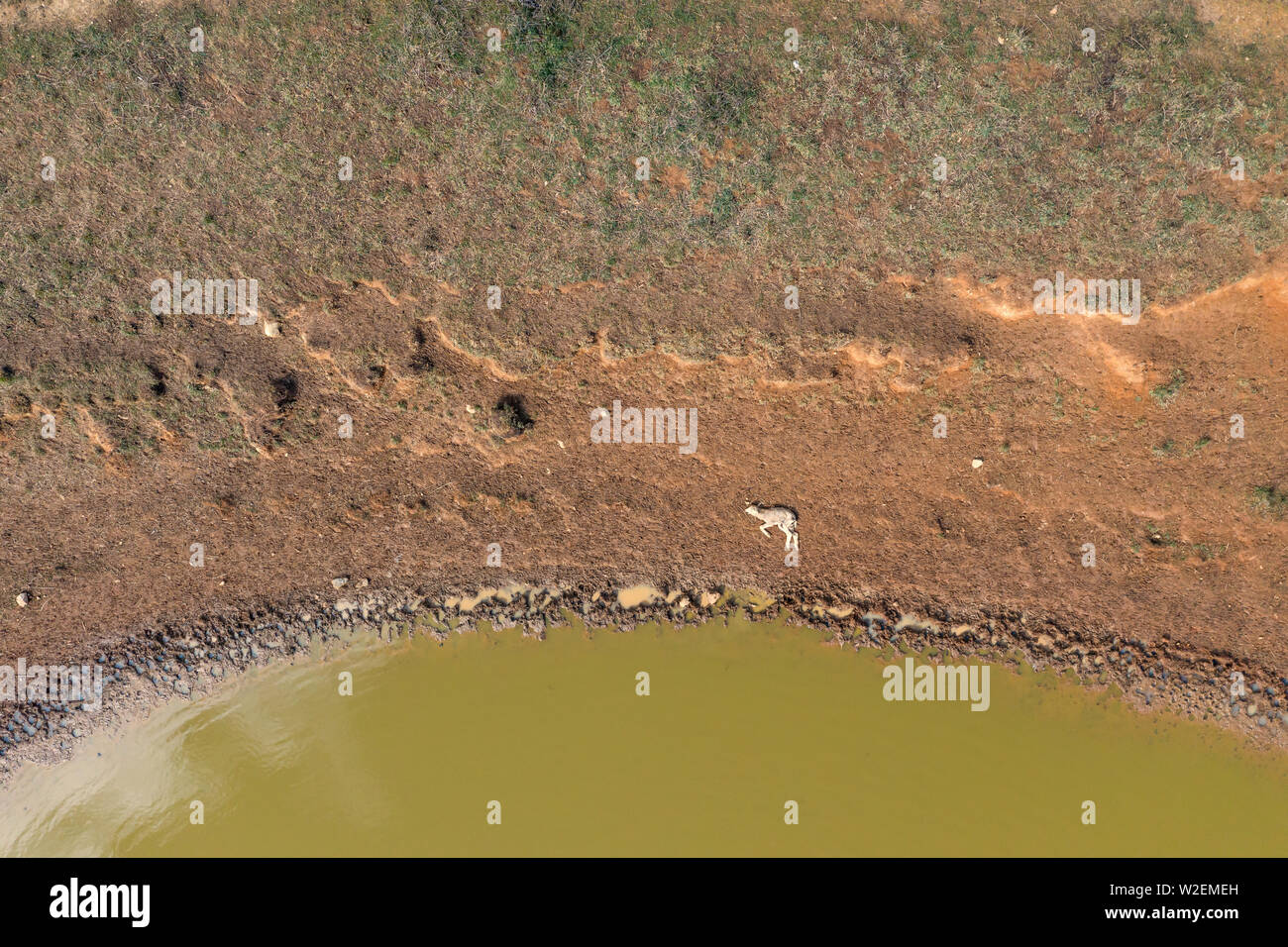 Dead Lamb High Resolution Stock Photography and Images - Alamy