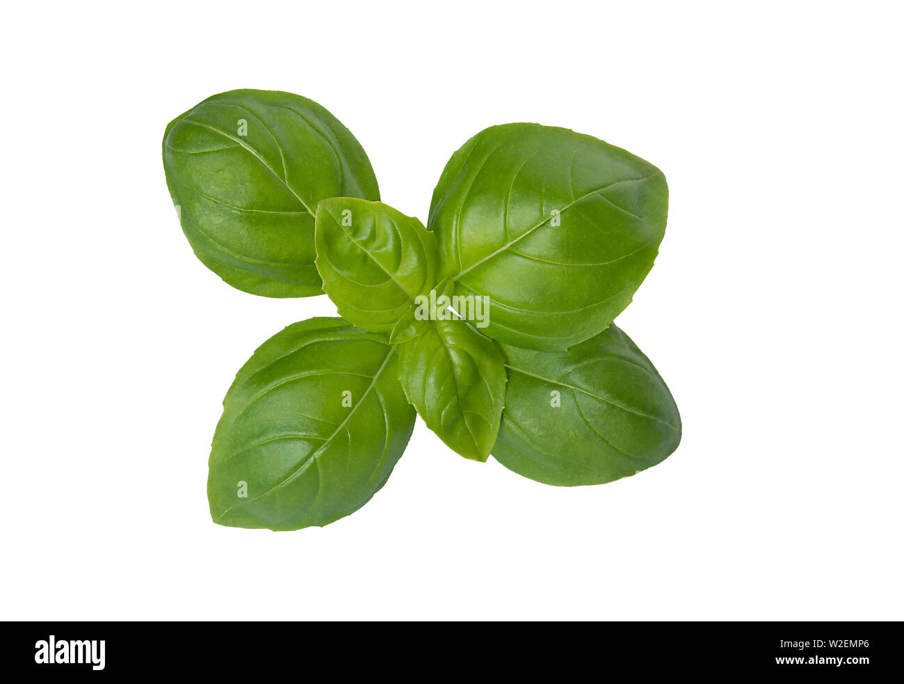 basil leaf isolated on white background Stock Photo - Alamy