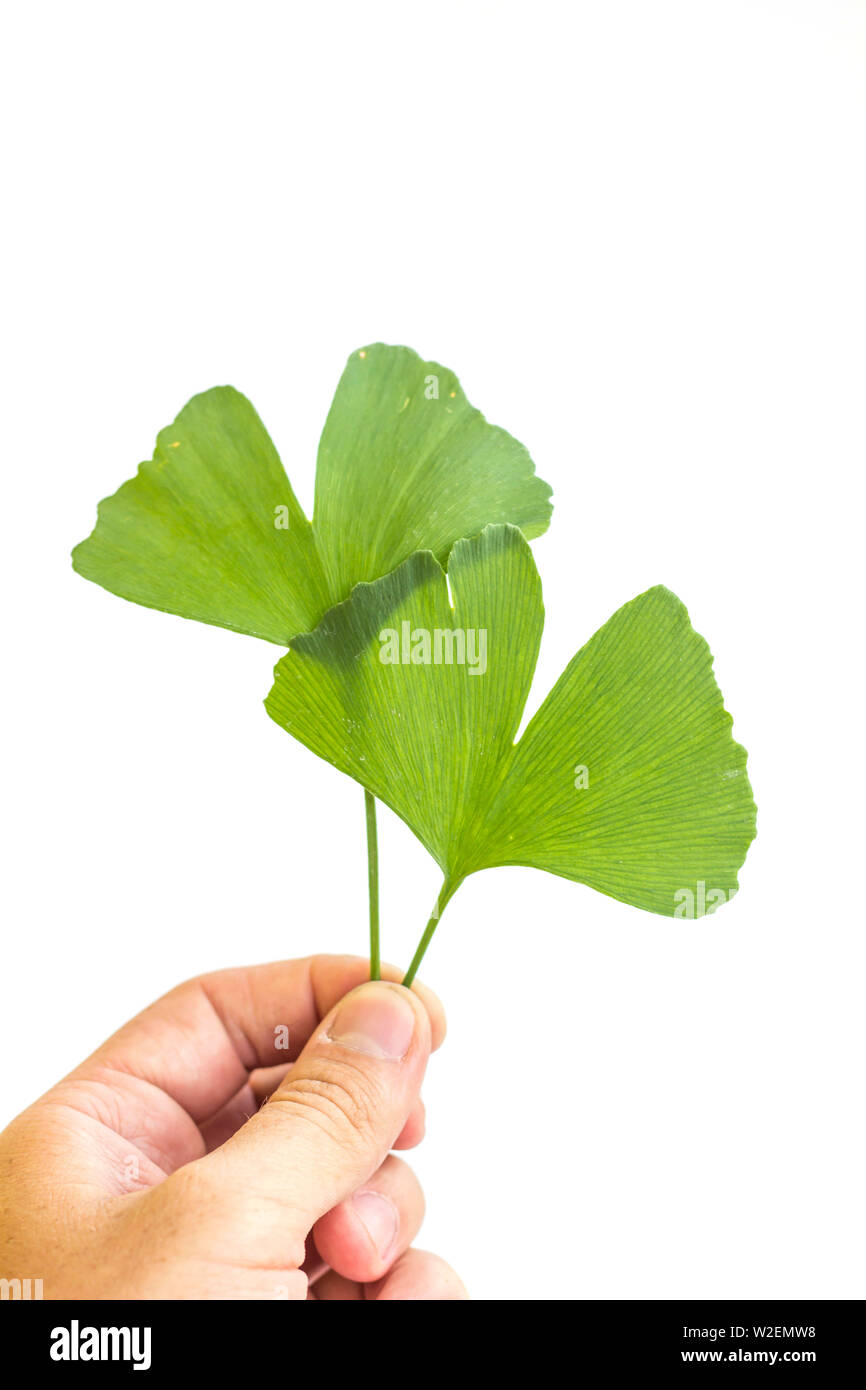 Gingko Leaves High Resolution Stock Photography and Images - Alamy