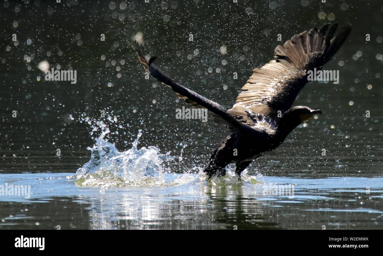 CORMORANT TAKING OFF ON THE WATER Stock Photo - Alamy