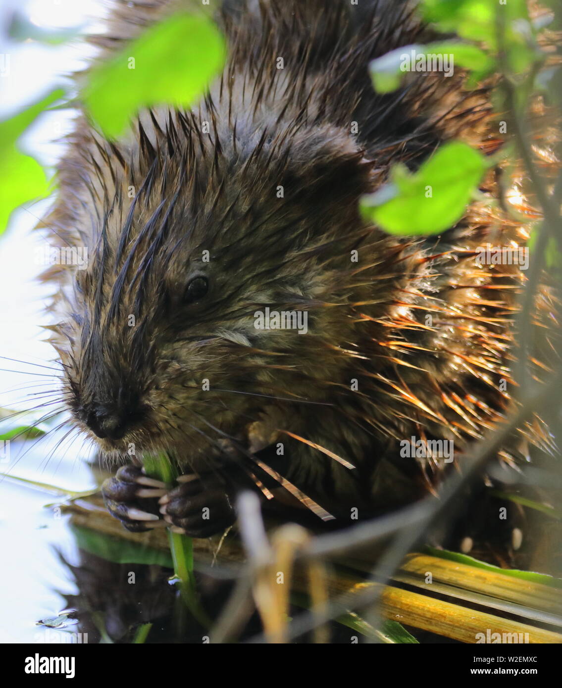 Muskrat up close hi-res stock photography and images - Alamy