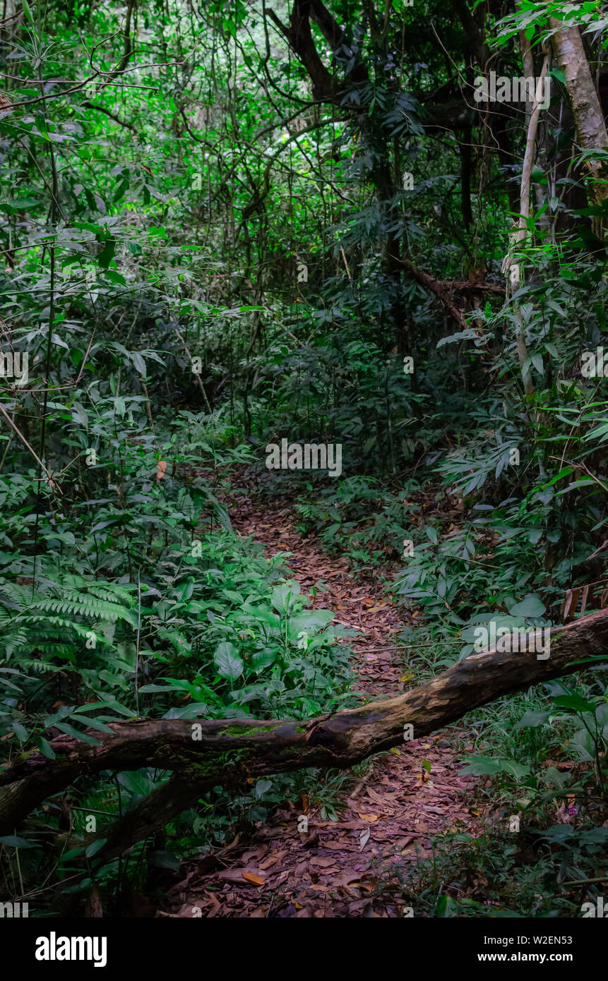 Path Inside Forest High Resolution Stock Photography and Images - Alamy