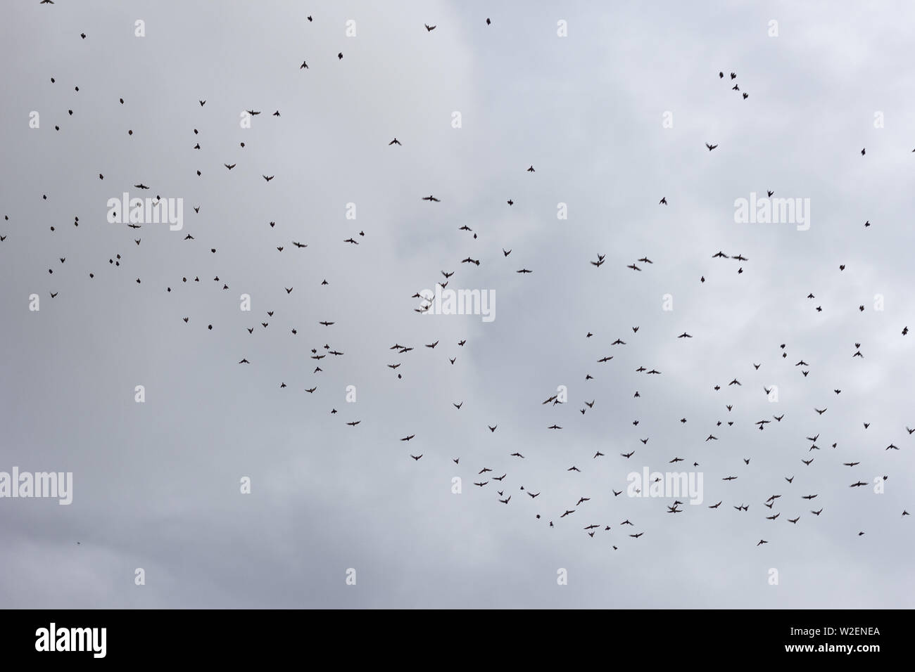 flock of birds murmuration sky flight Stock Photo - Alamy