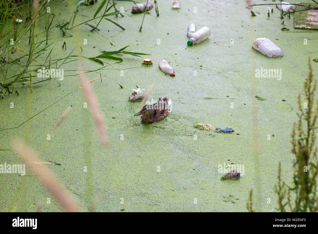 environmental pollution duck dirty nature animal trash Stock Photo - Alamy