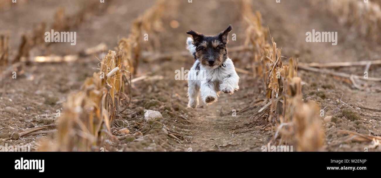 Dog running over harvested corn field in autumn. jack russell terrier 3 ...