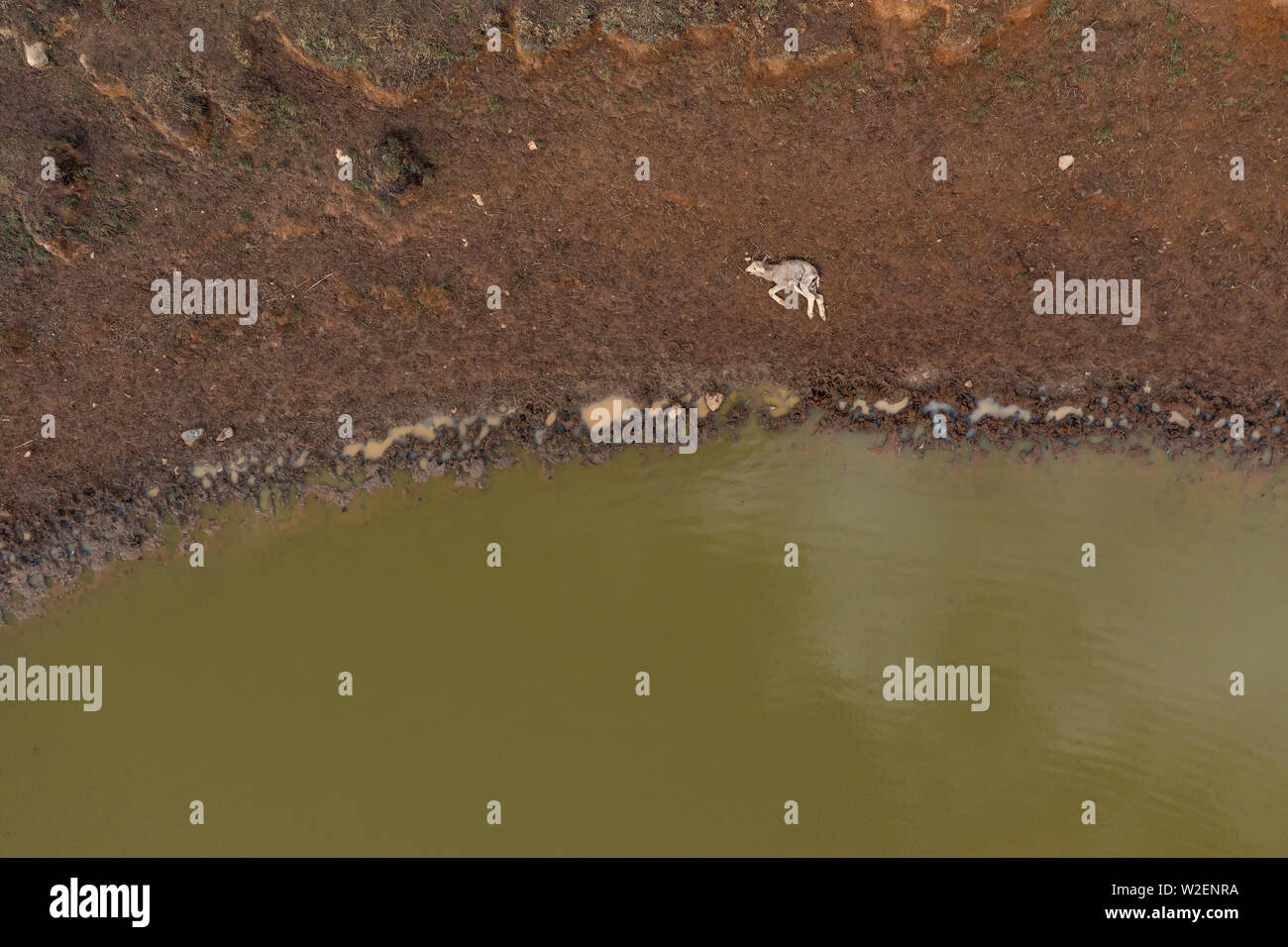 Lamb Drinking Water High Resolution Stock Photography and Images - Alamy