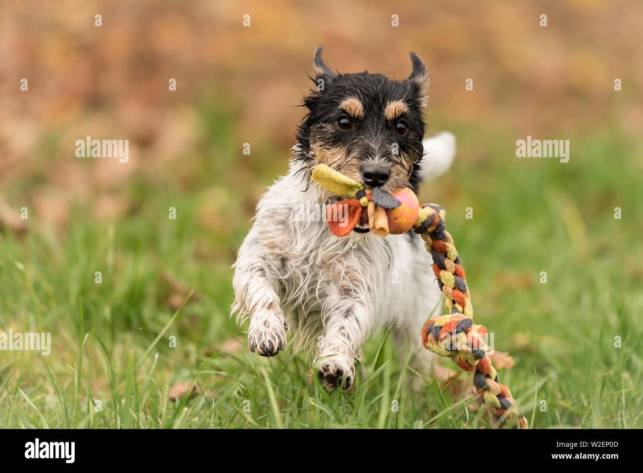 Jack russell terrier hound. Little dog runs with his toy in the autumn ...