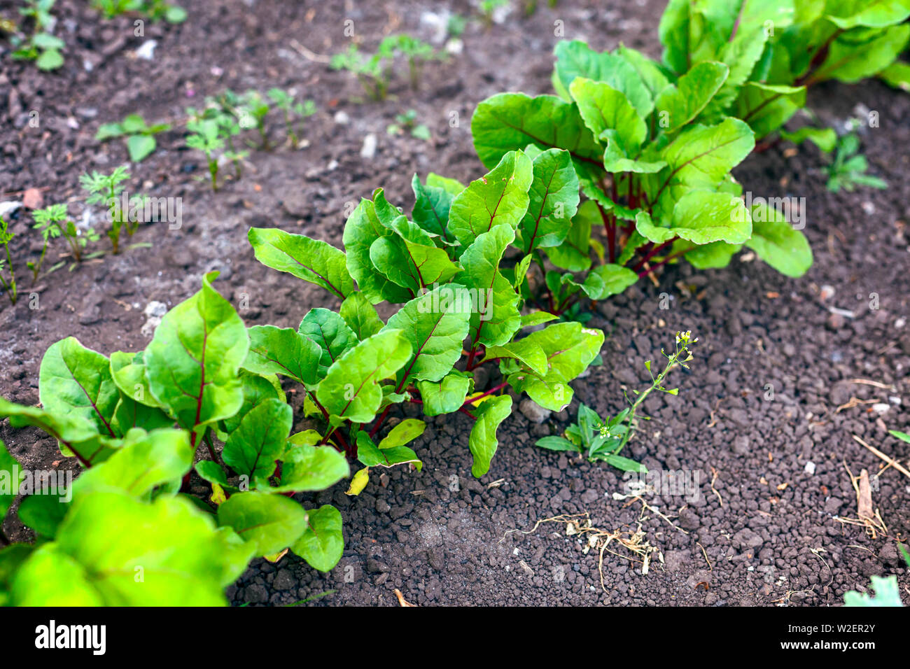 Garden bed with young beets Stock Photo - Alamy