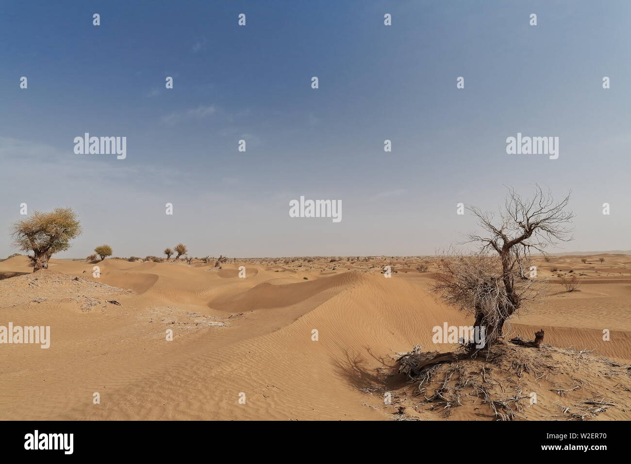 Several scattered isolated desert poplar-Populus euphratica trees ...