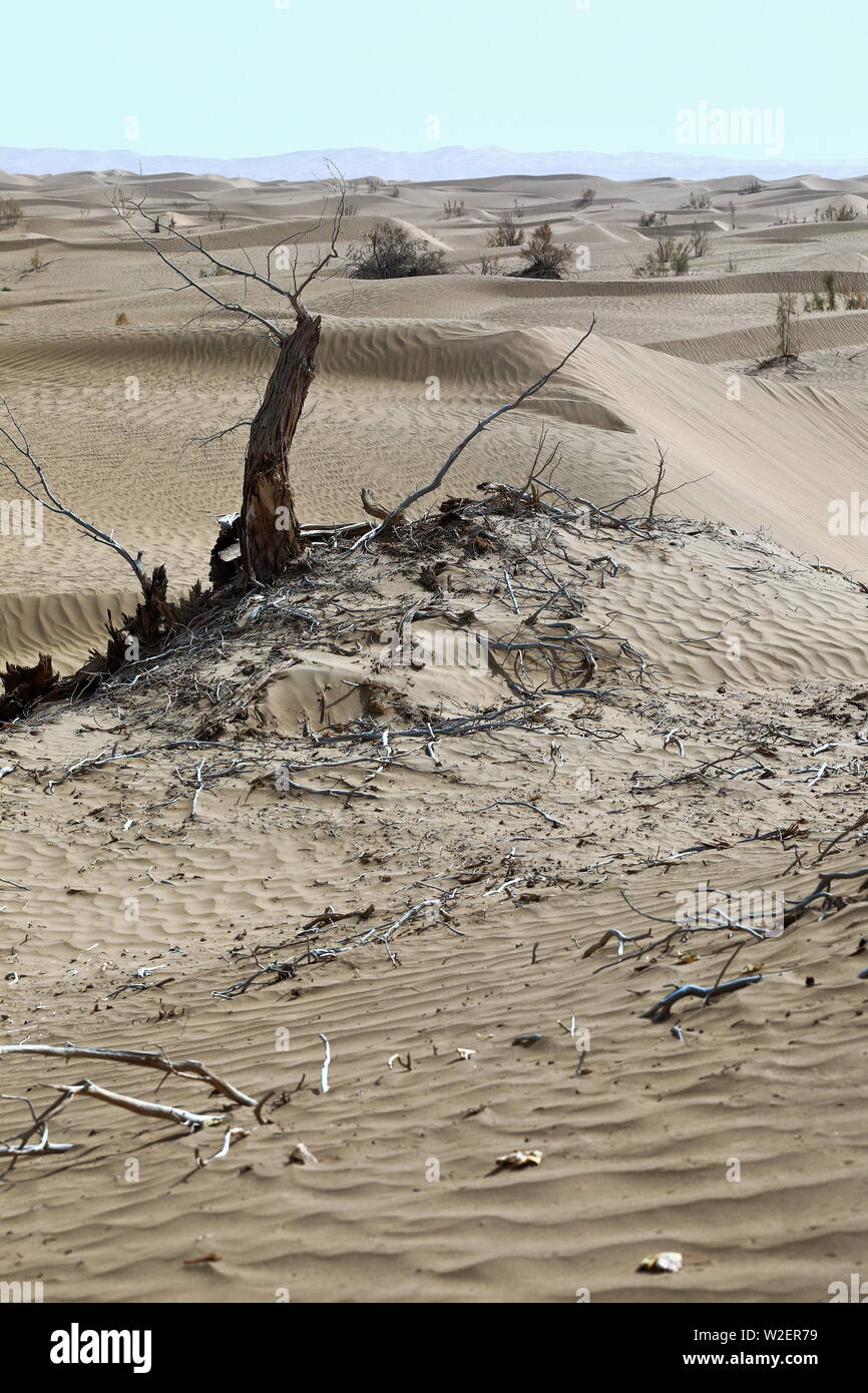 Dry desert poplar-Populus euphratica tree and tmarisk shrubs ...