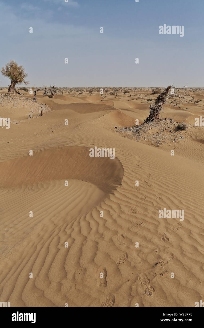 Scattered desert poplar-Populus euphratica trees among tamarisk shrubs ...
