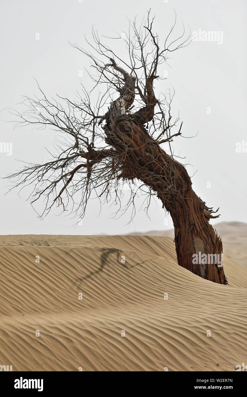 Lonely isolated dry desert poplar-Populus euphratica tree. Keriya ...