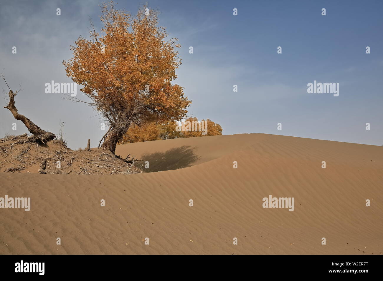 Group of desert poplar-Populus euphratica trees. Taklamakan Desert ...