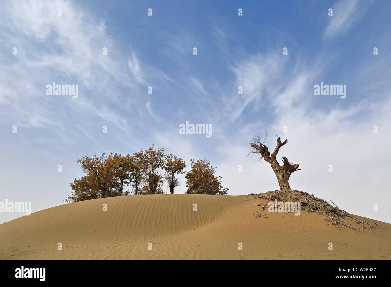 Group of desert poplar-Populus euphratica trees. Taklamakan Desert ...