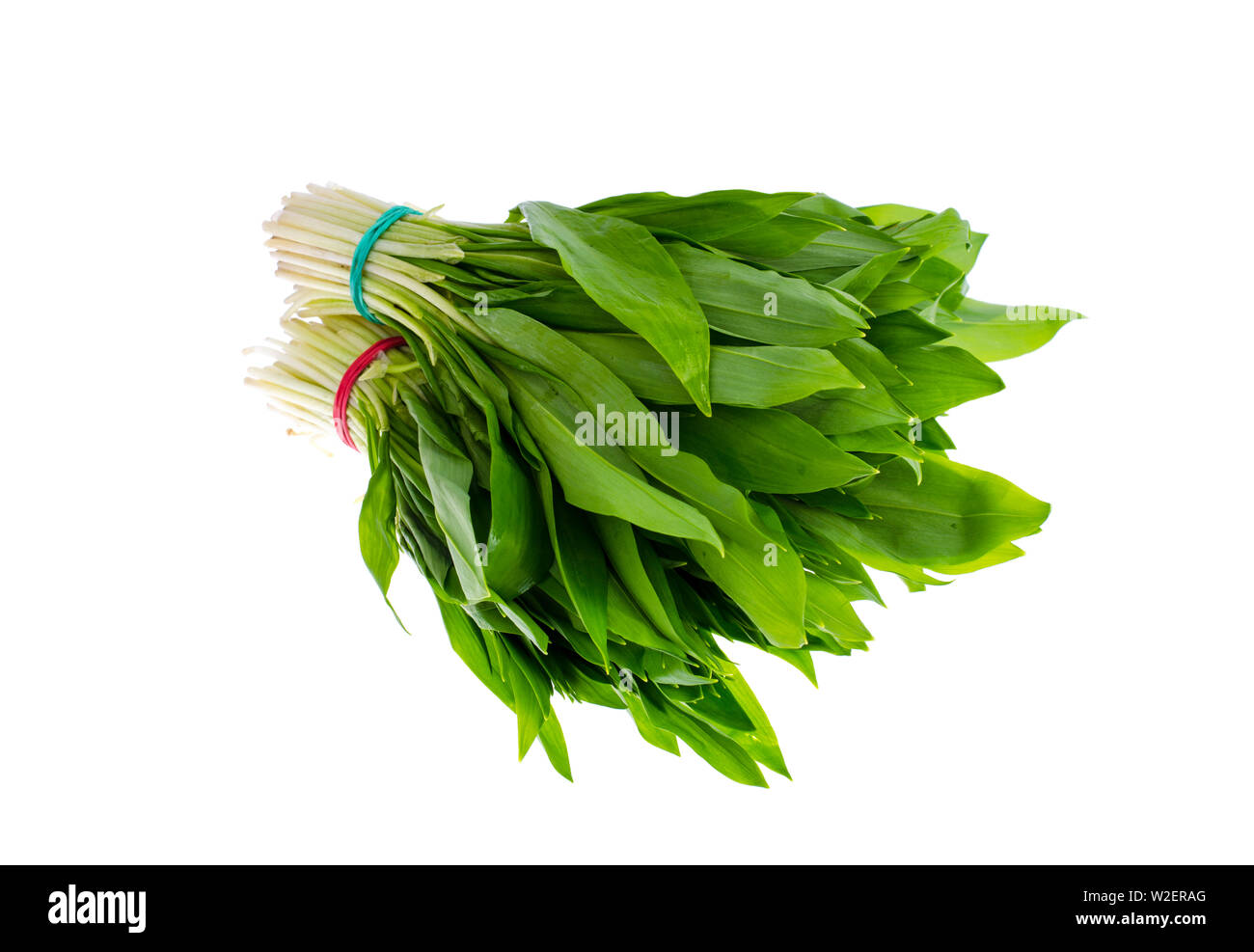 Baunch of fresh green Allium ursinum Stock Photo - Alamy