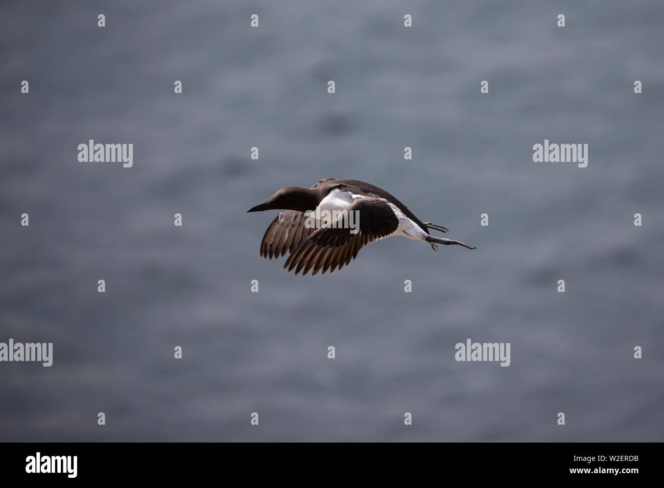 Guillemot in flight with fish hi-res stock photography and images - Alamy