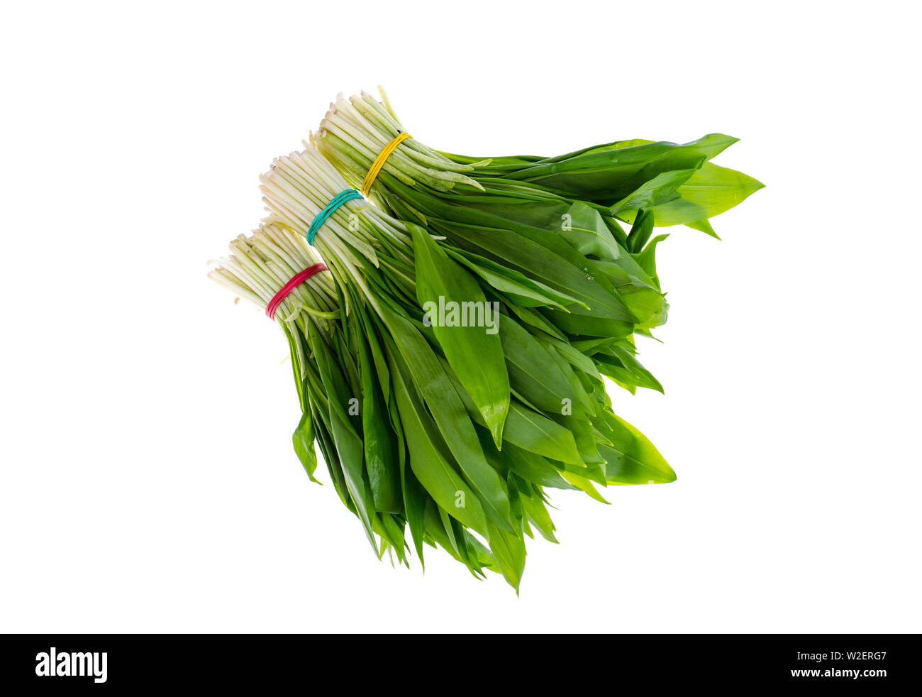 Baunch of fresh green Allium ursinum Stock Photo - Alamy