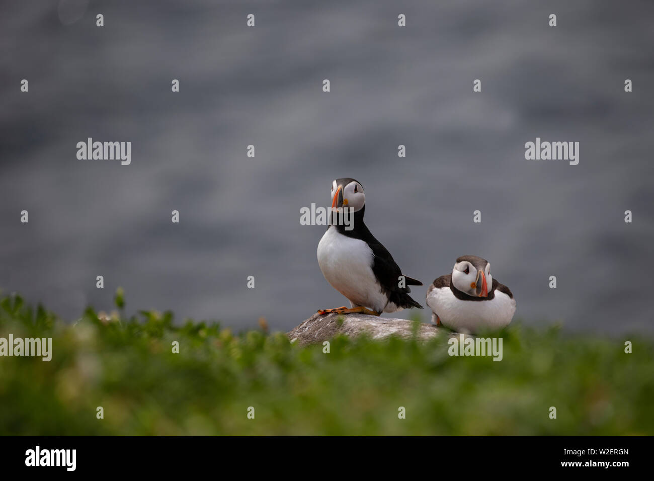 Two Puffins Fratecula arctica perching on the side of a steep cliff ...
