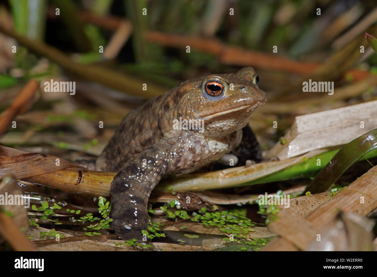 Common Toad (Bufo bufo Stock Photo - Alamy